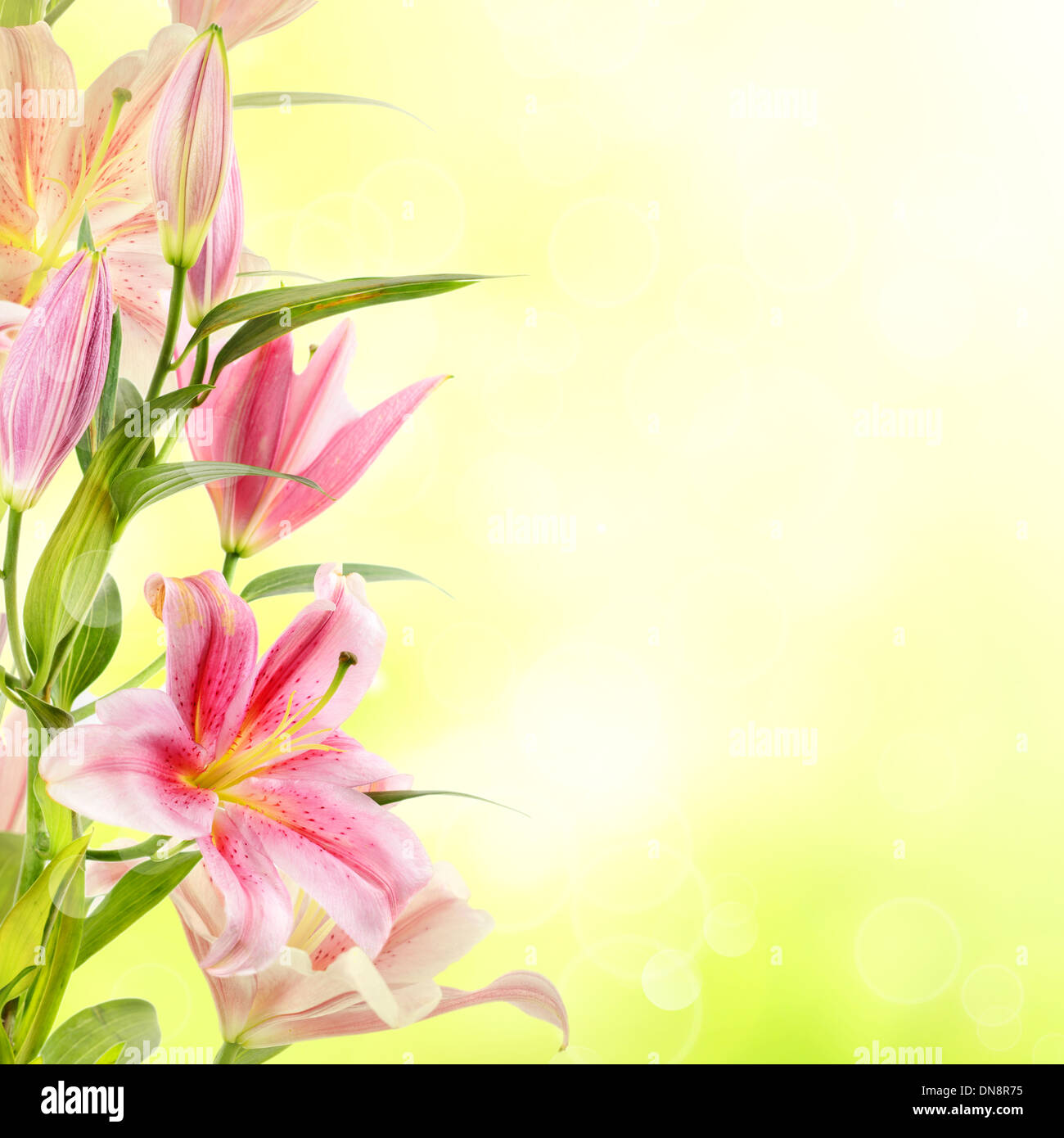 Pink lilies background Stock Photo - Alamy