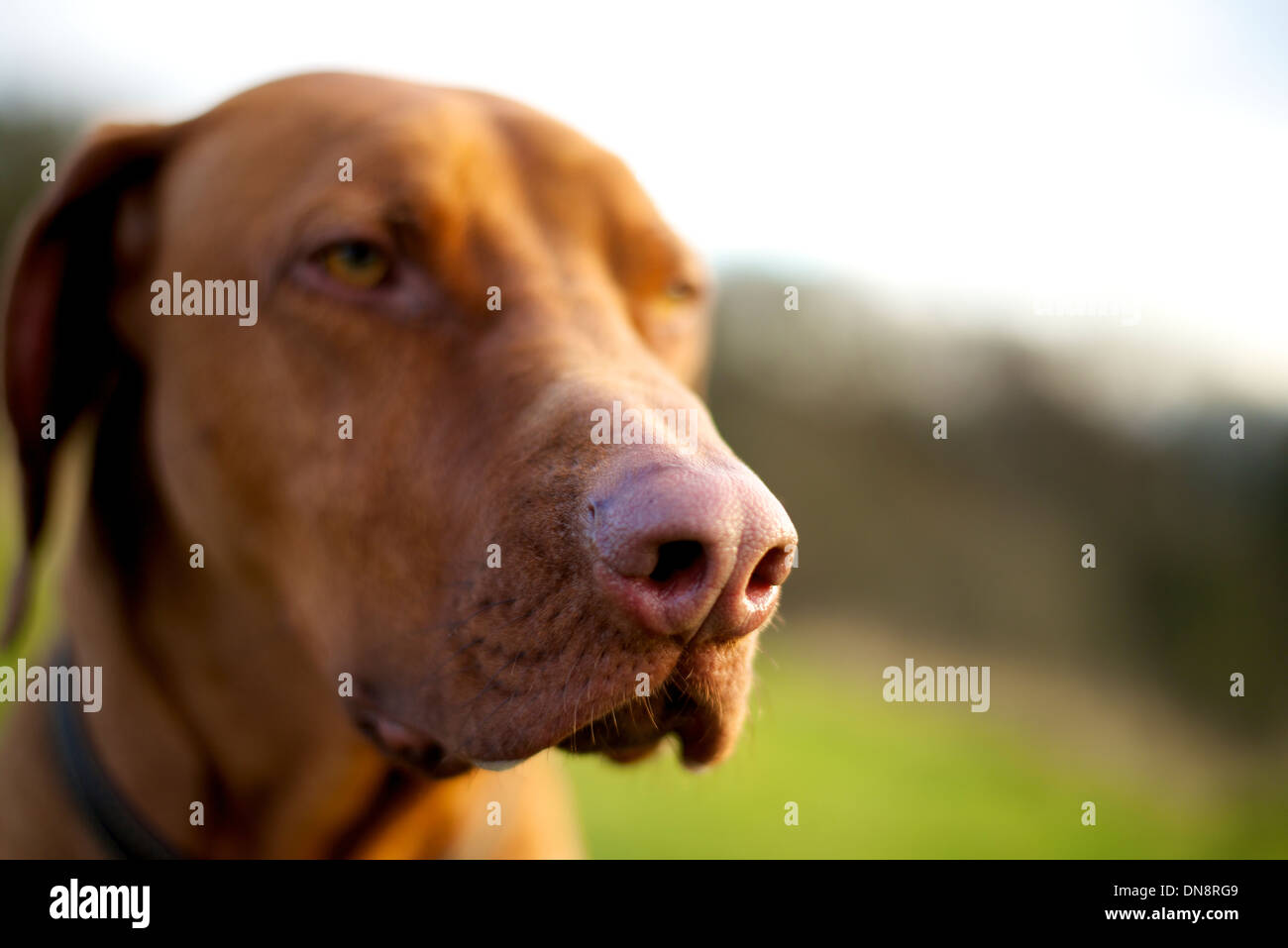 Rhodesian ridgeback nose hi-res stock photography and images - Alamy