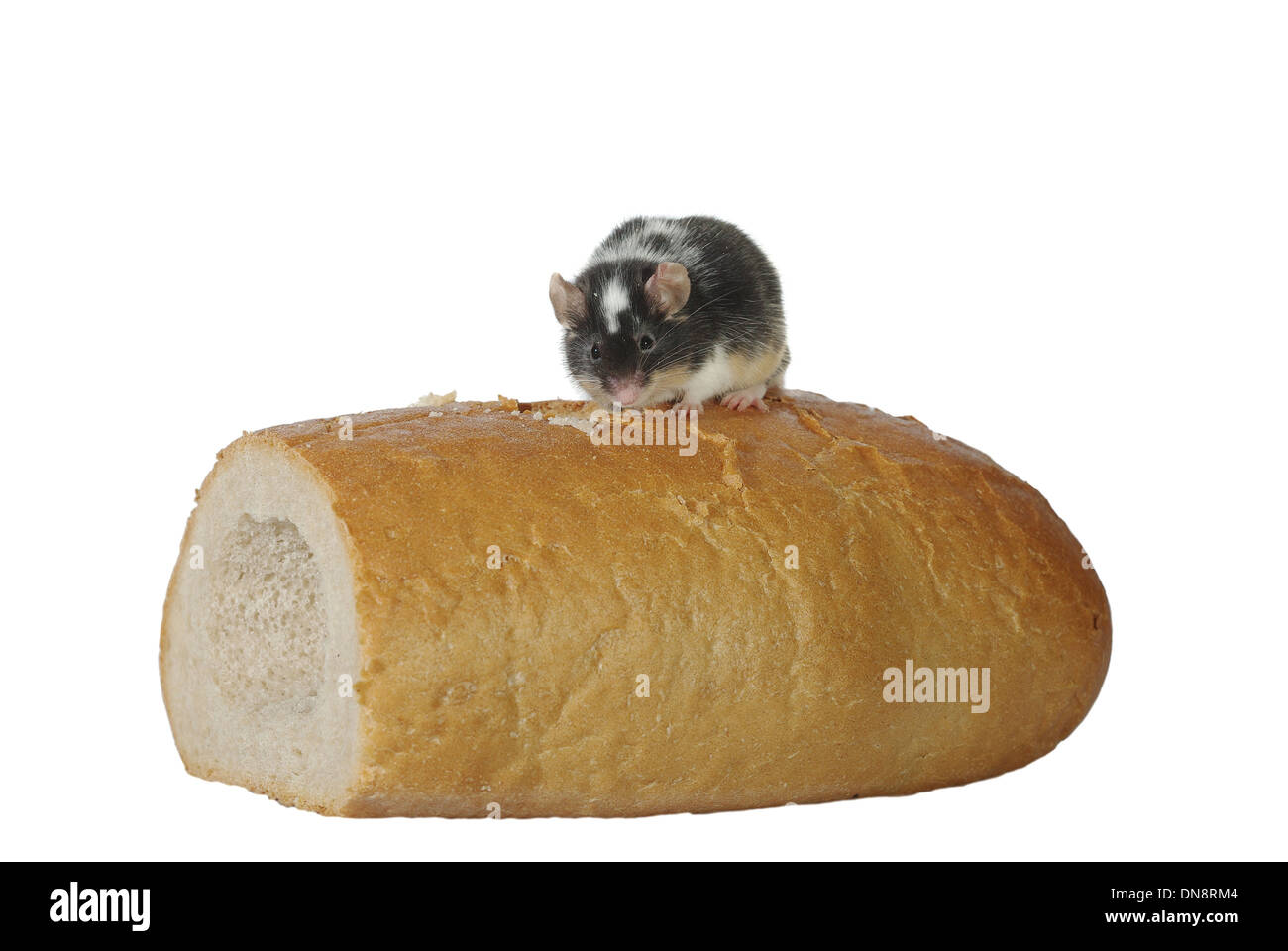 Mouse domestic hi-res stock photography and images - Alamy