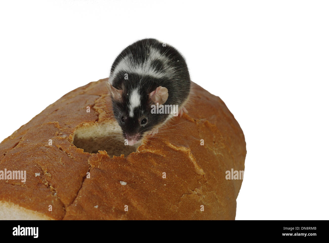 mouse on bread Stock Photo - Alamy