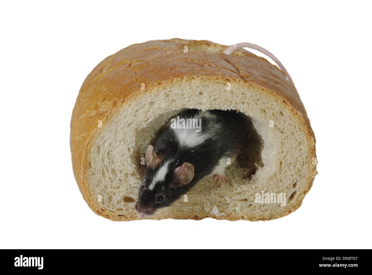 mouse on bread Stock Photo - Alamy