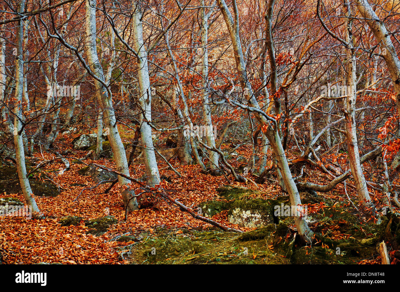 Dark mystical forest Stock Photo - Alamy