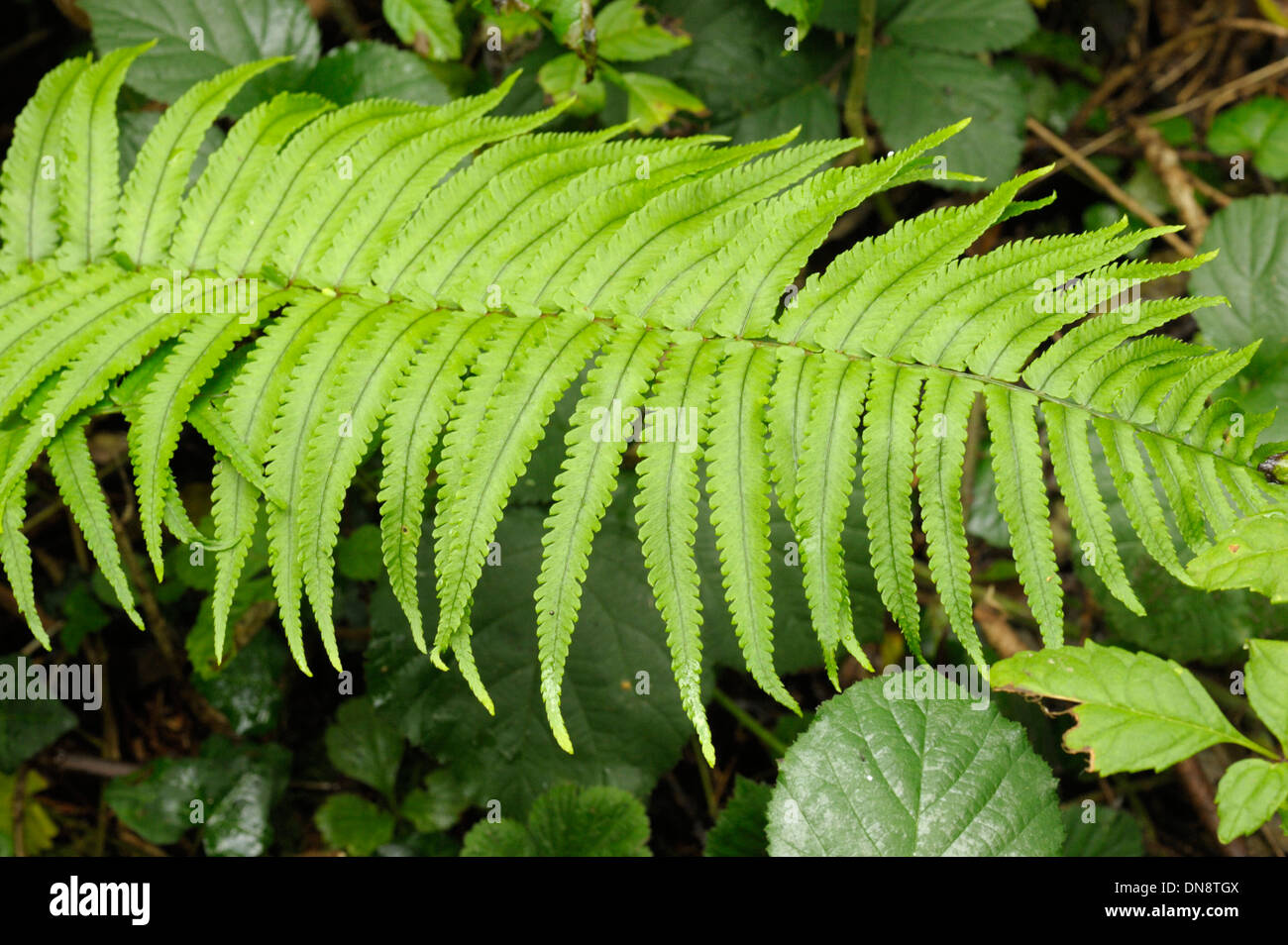 Wood fern hi-res stock photography and images - Alamy