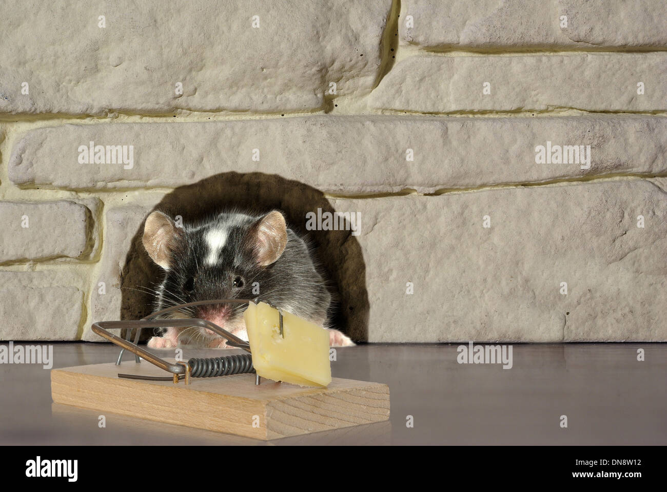 Funny mouse trap hi-res stock photography and images - Alamy