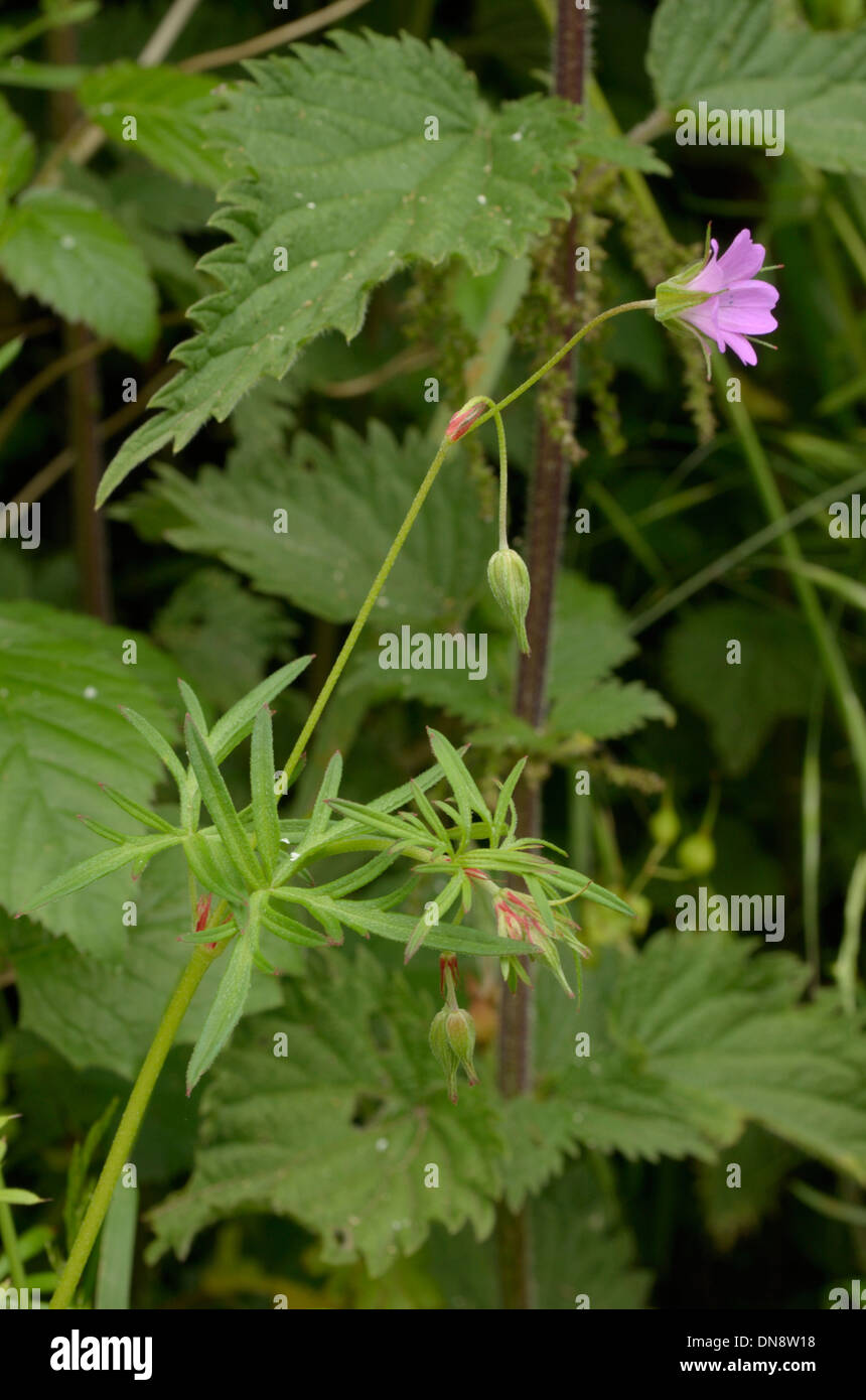 Long-stalked Crane's-bill, Geranium columbinum Stock Photo - Alamy