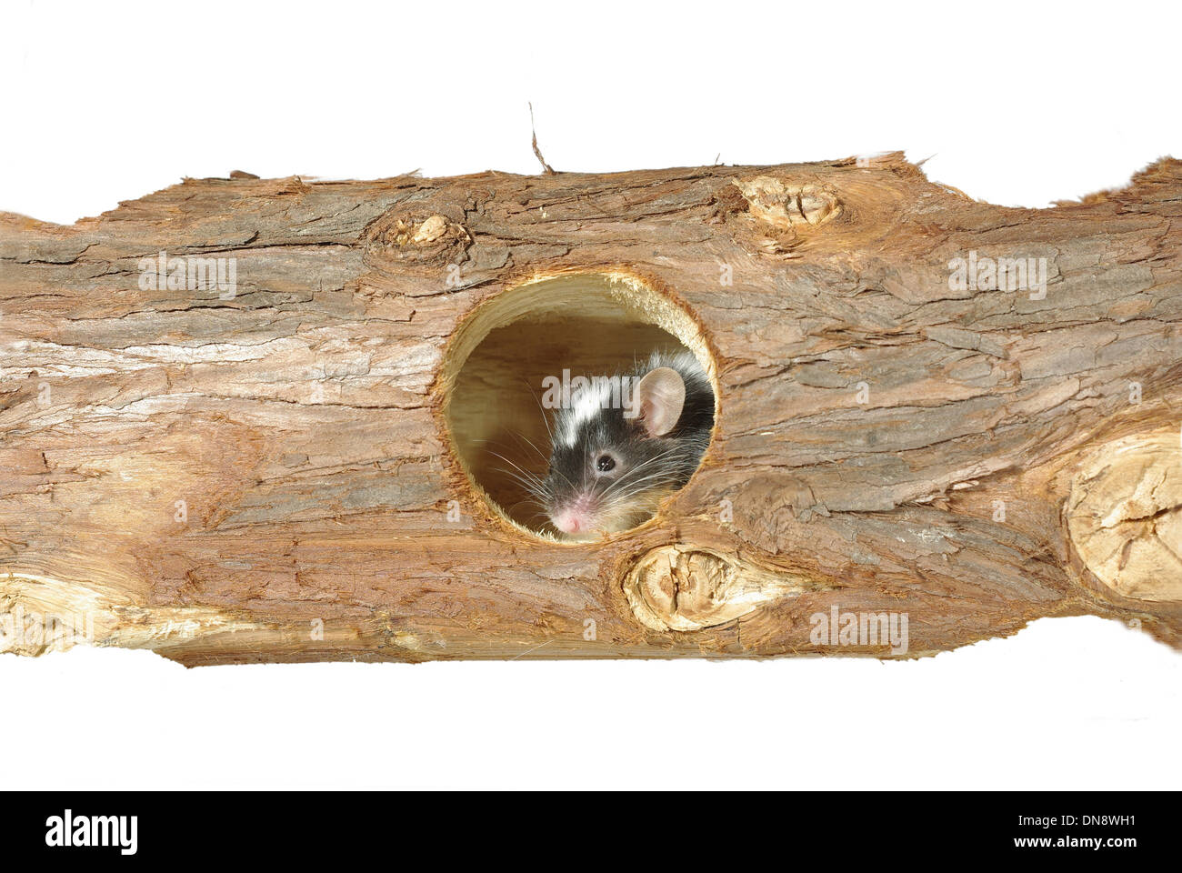 mouse in hole in wooden trunk Stock Photo - Alamy