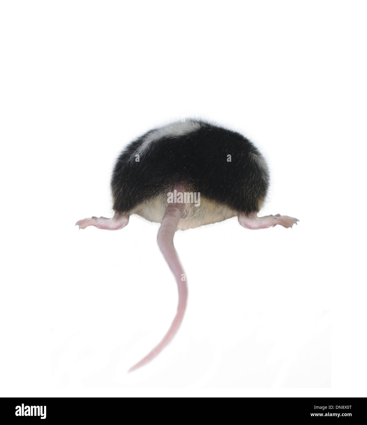 Cute white domestic rat Cut Out Stock Images & Pictures - Alamy