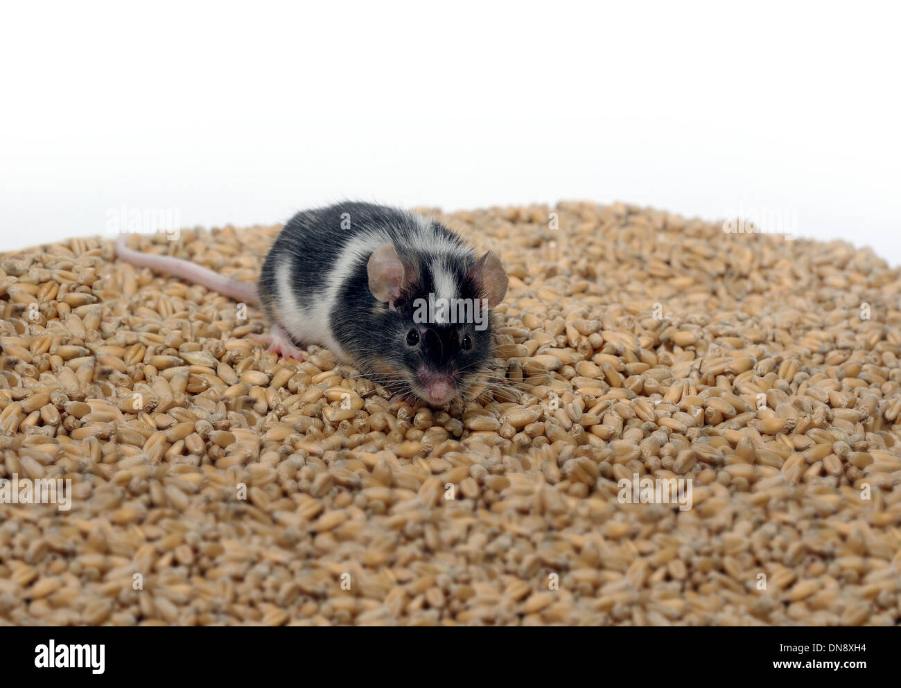 eating on wheat's background grain mouse Stock Photo - Alamy