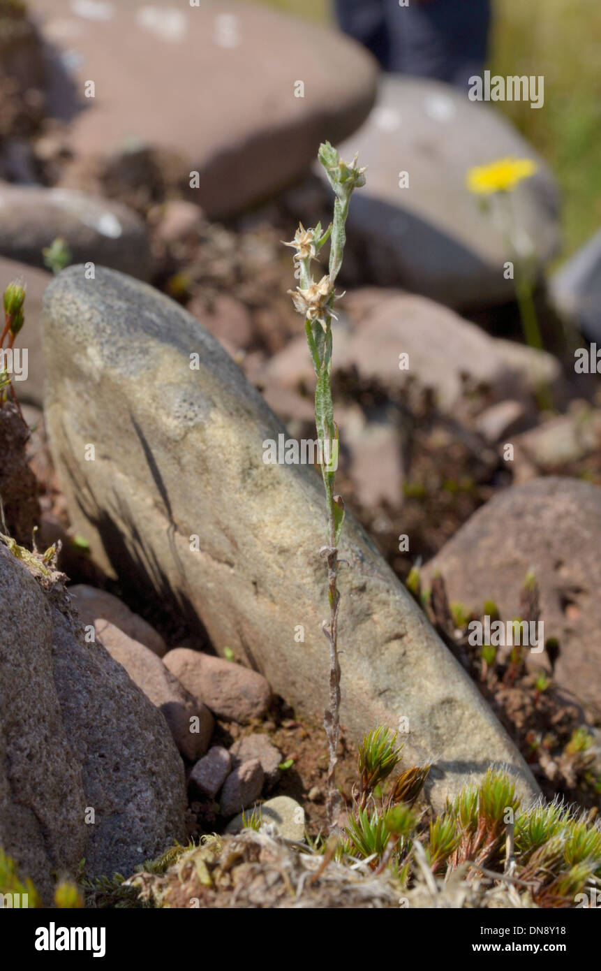 Filago minima hi-res stock photography and images - Alamy