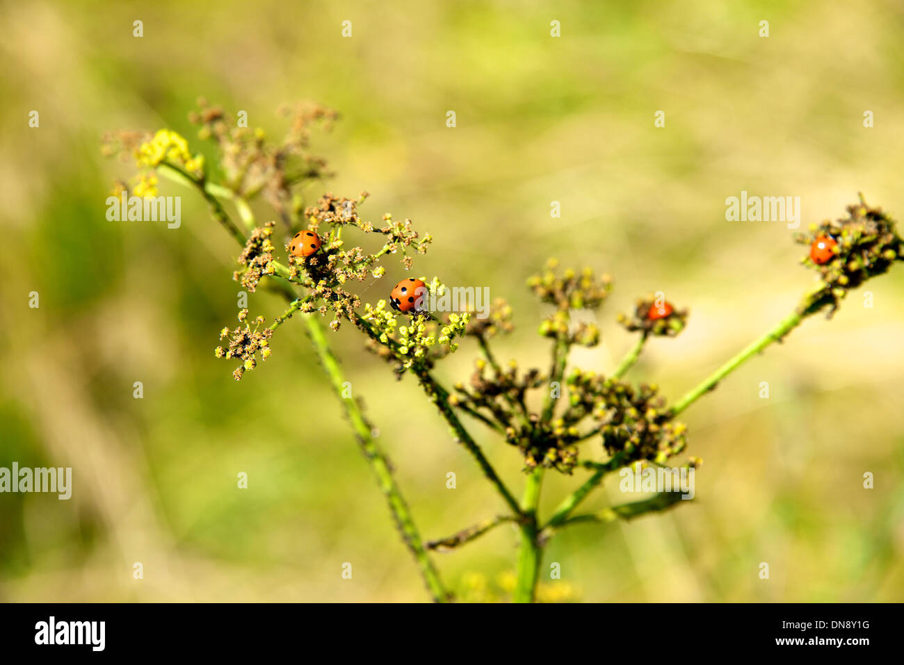 Four Red Spots Black Ladybird High Resolution Stock Photography and ...