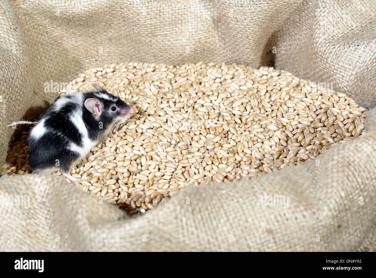 eating in bag wheat with grain mouse Stock Photo - Alamy