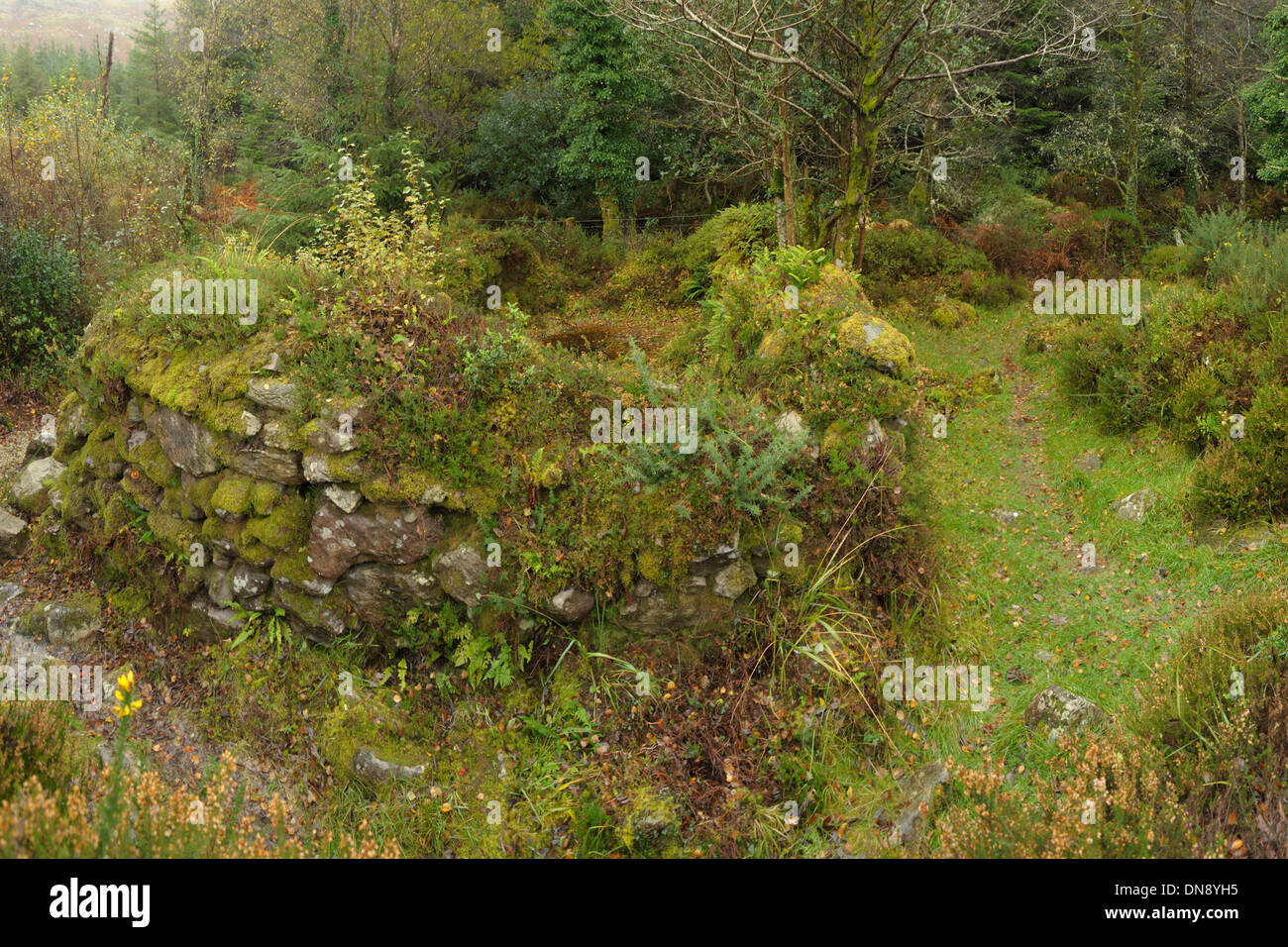 Ireland bonane heritage park hi-res stock photography and images - Alamy