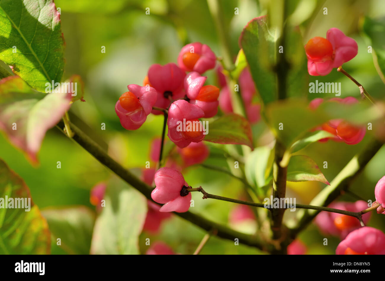 Native spindle tree hi-res stock photography and images - Alamy