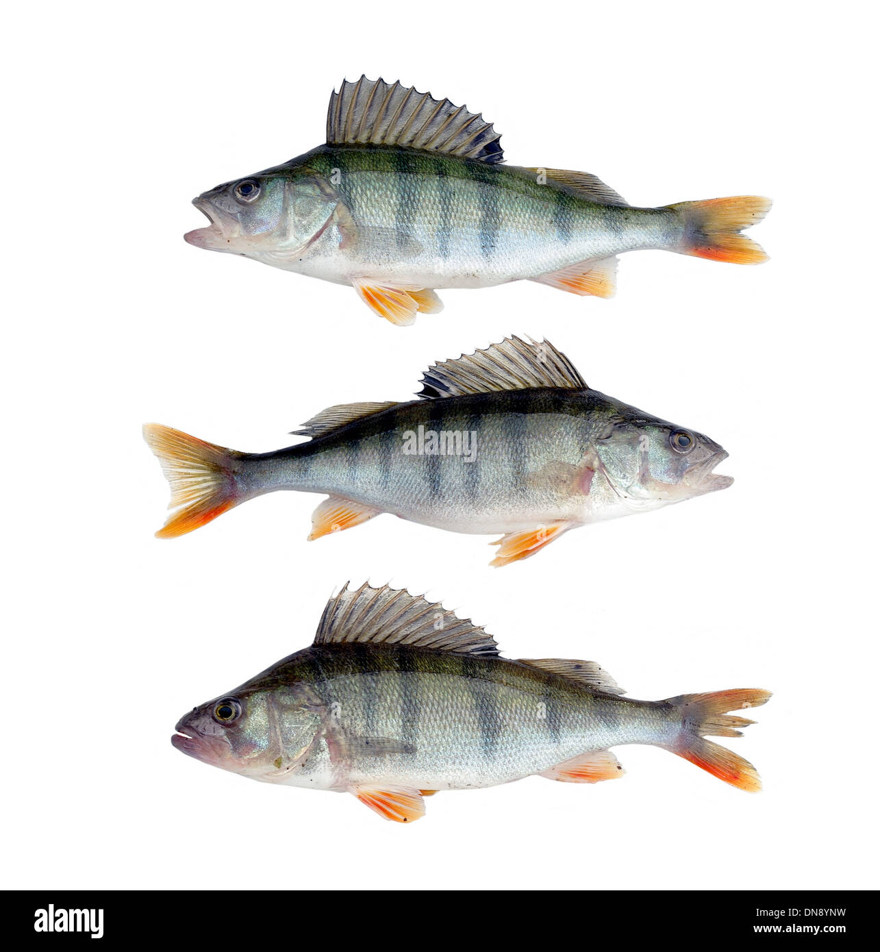 three large perches on white background Stock Photo - Alamy