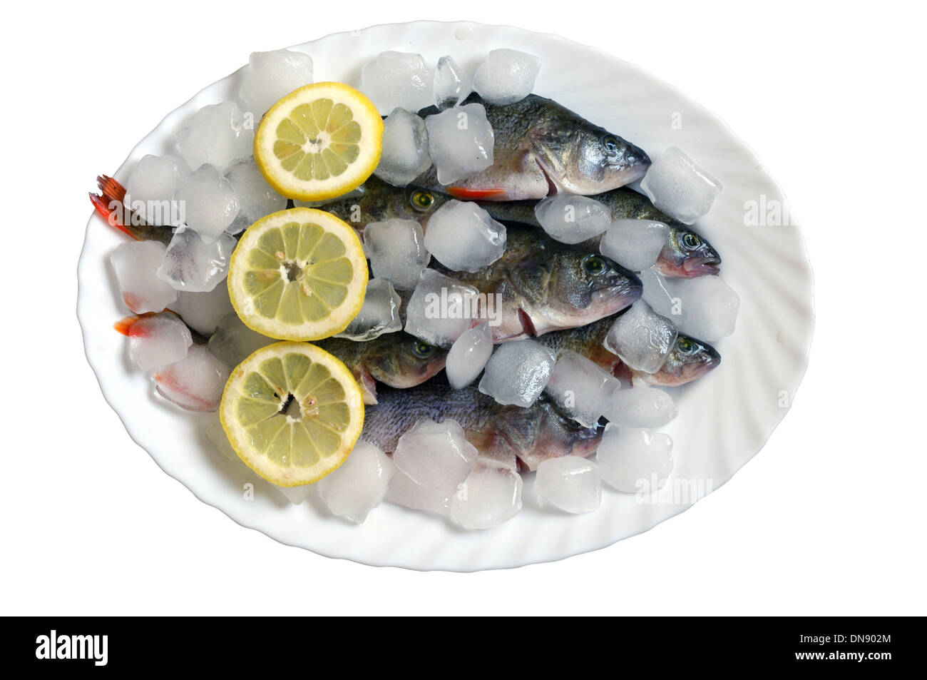 fresh fish in ice on a white background Stock Photo - Alamy