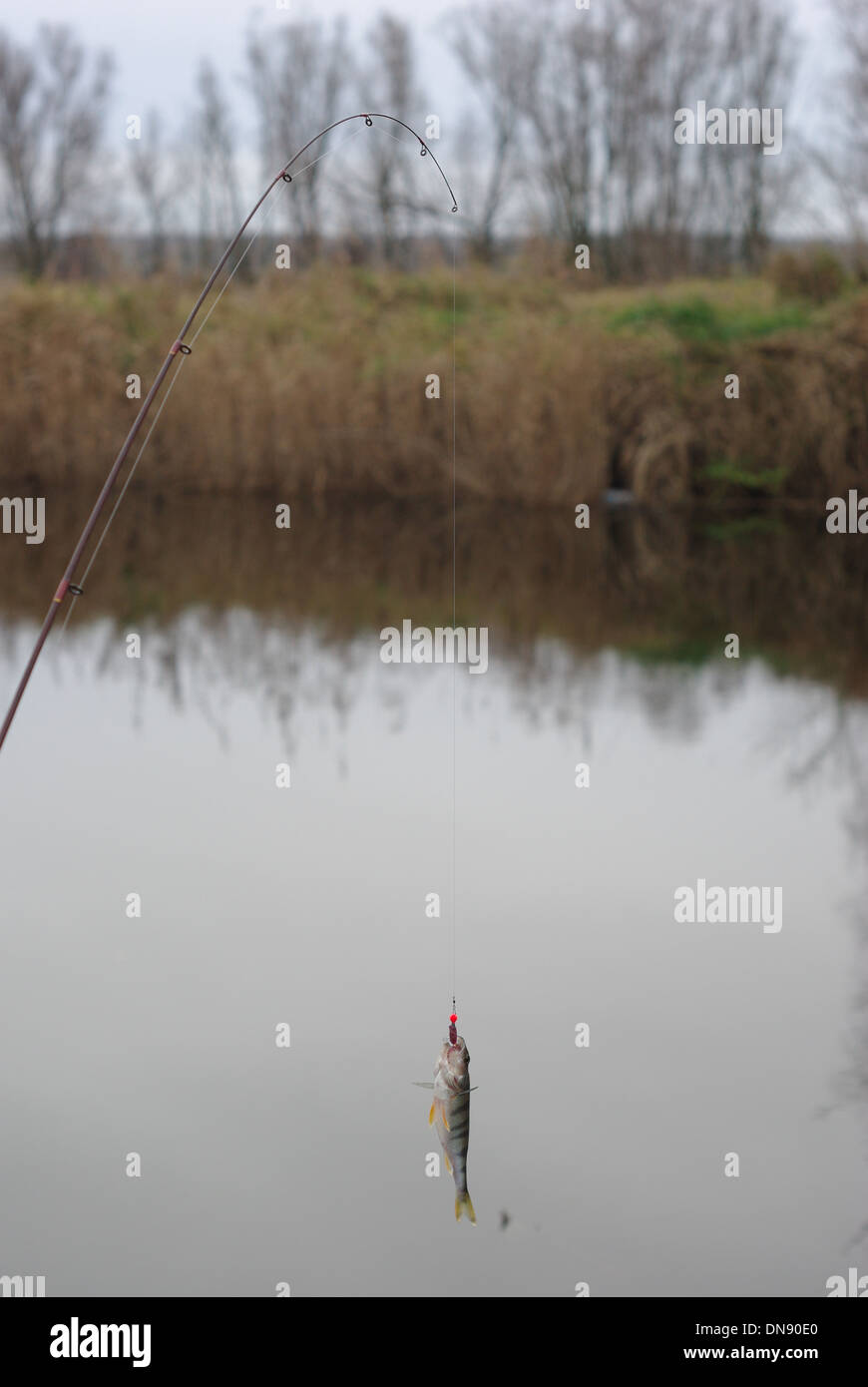 the perch on fishing-rod on background of water Stock Photo - Alamy