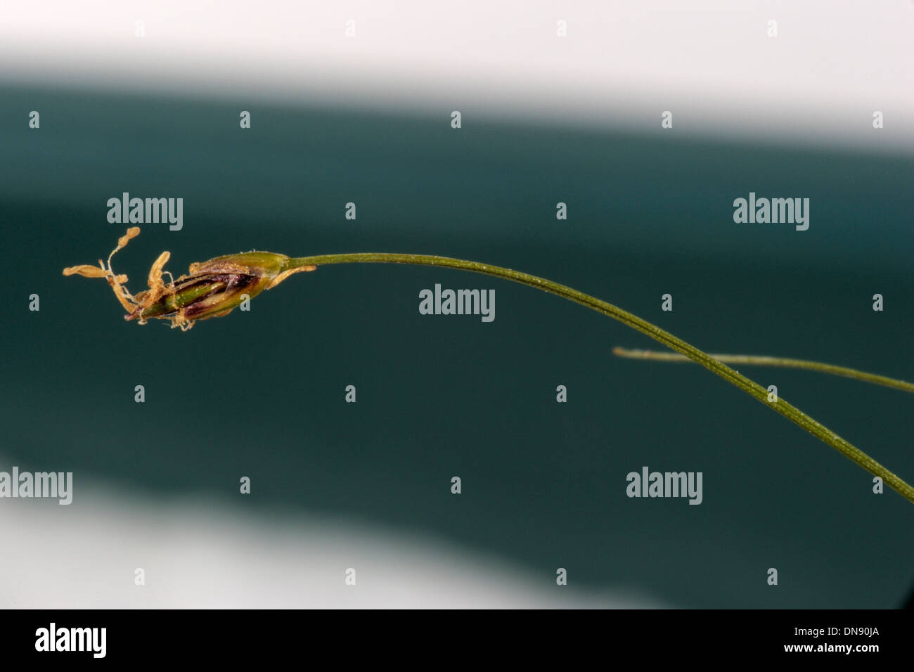Needle Spike-rush, Eleocharis acicularis Stock Photo - Alamy
