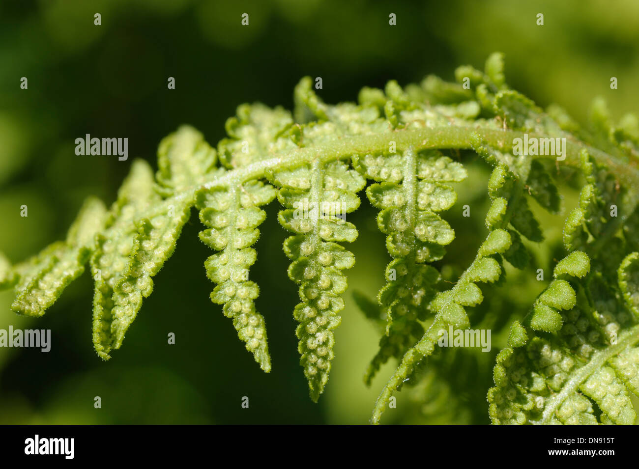 Rigid Buckler-fern, Dryopteris submontana Stock Photo - Alamy