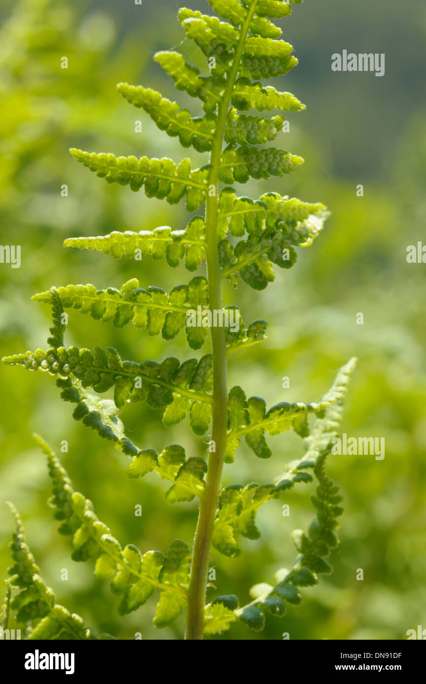 Rigid Buckler-fern, Dryopteris submontana Stock Photo - Alamy