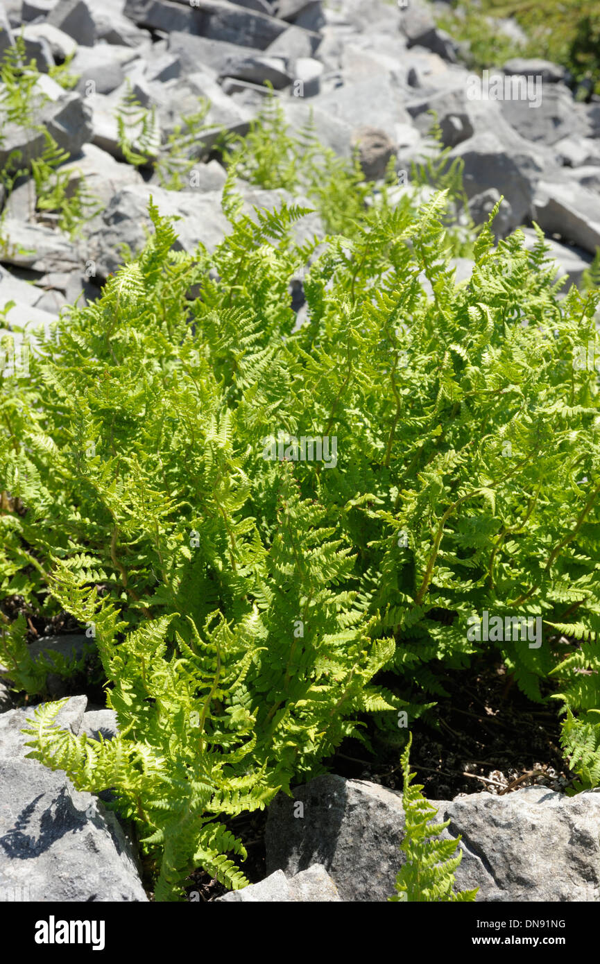 Rigid Buckler-fern, Dryopteris submontana Stock Photo - Alamy