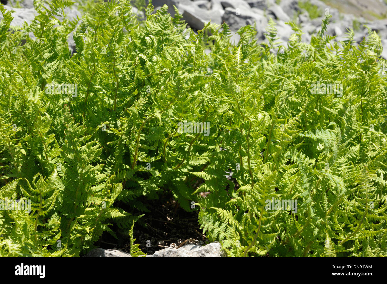 Rigid Buckler-fern, Dryopteris submontana Stock Photo - Alamy
