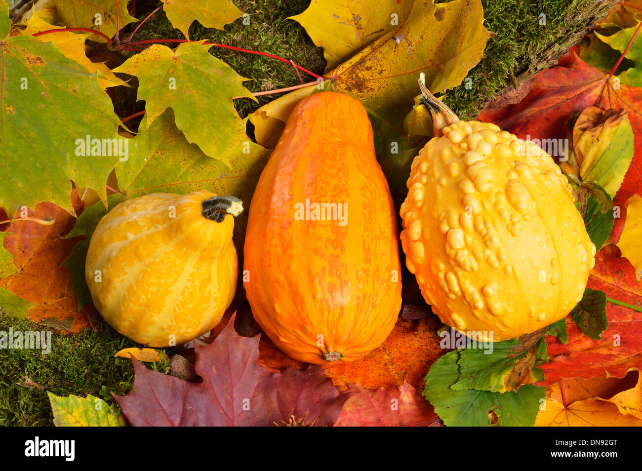 Vibrant pumpkin colors hi-res stock photography and images - Alamy
