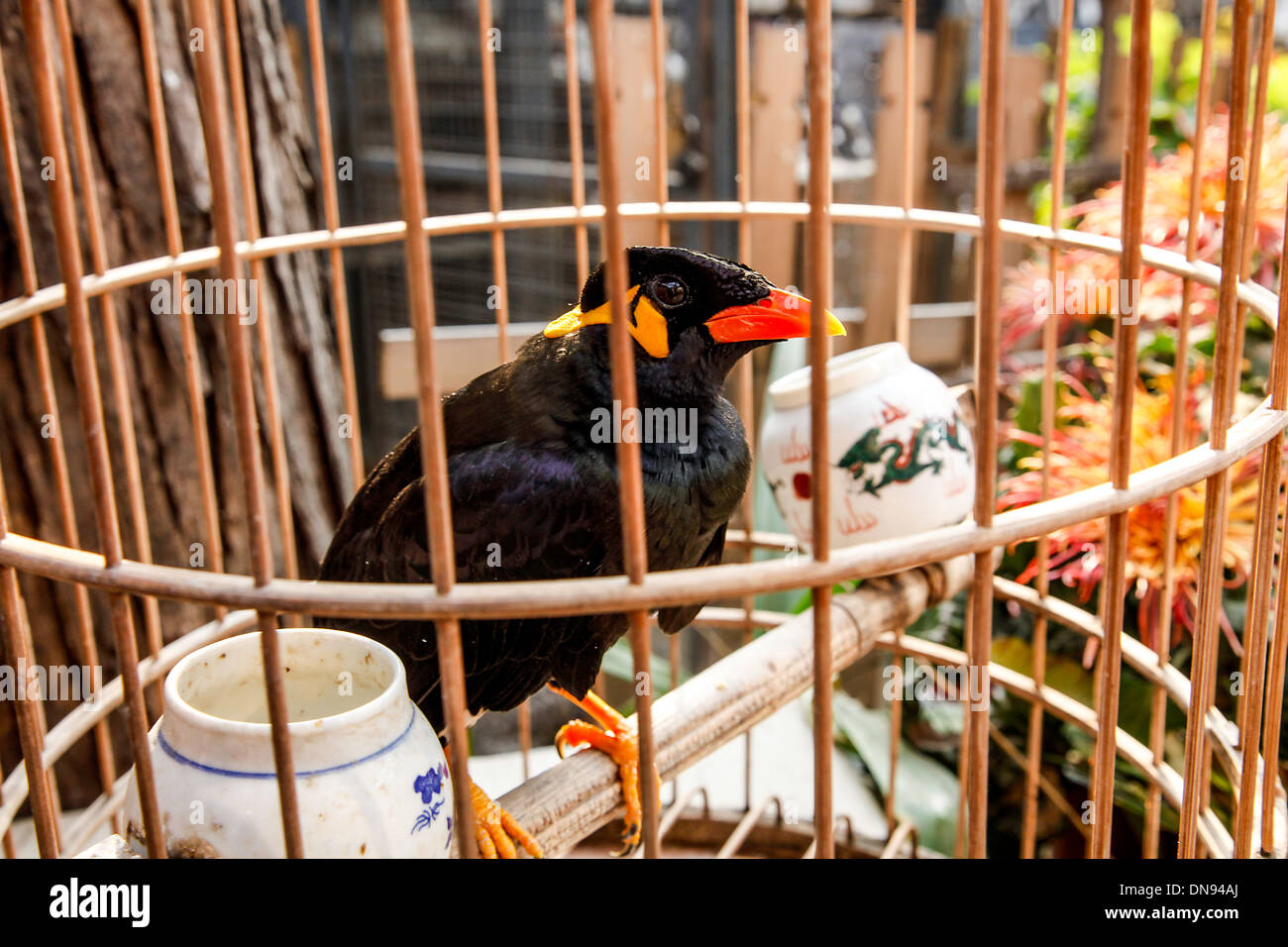 Black Bird in Bird Catche in China;Hutong (Old Beijing) in Beijing ...