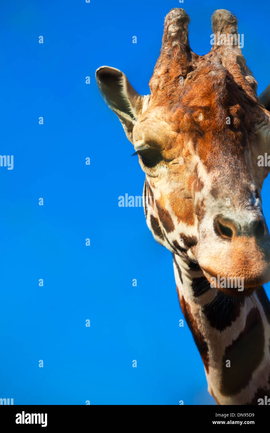 Giraffe head neck close up hi-res stock photography and images - Alamy