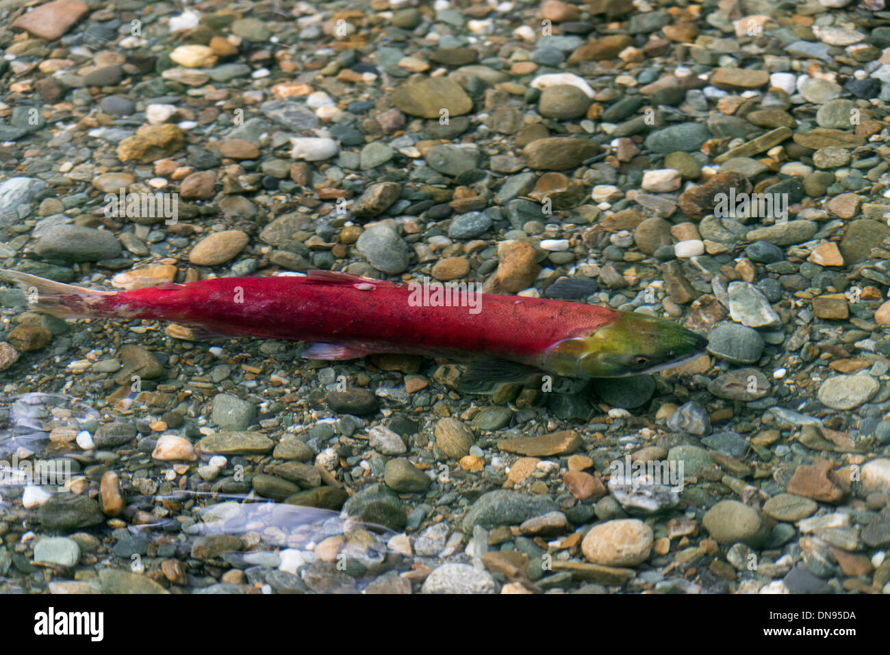 Salmon battered after the long journey to the spawning beds hi-res ...