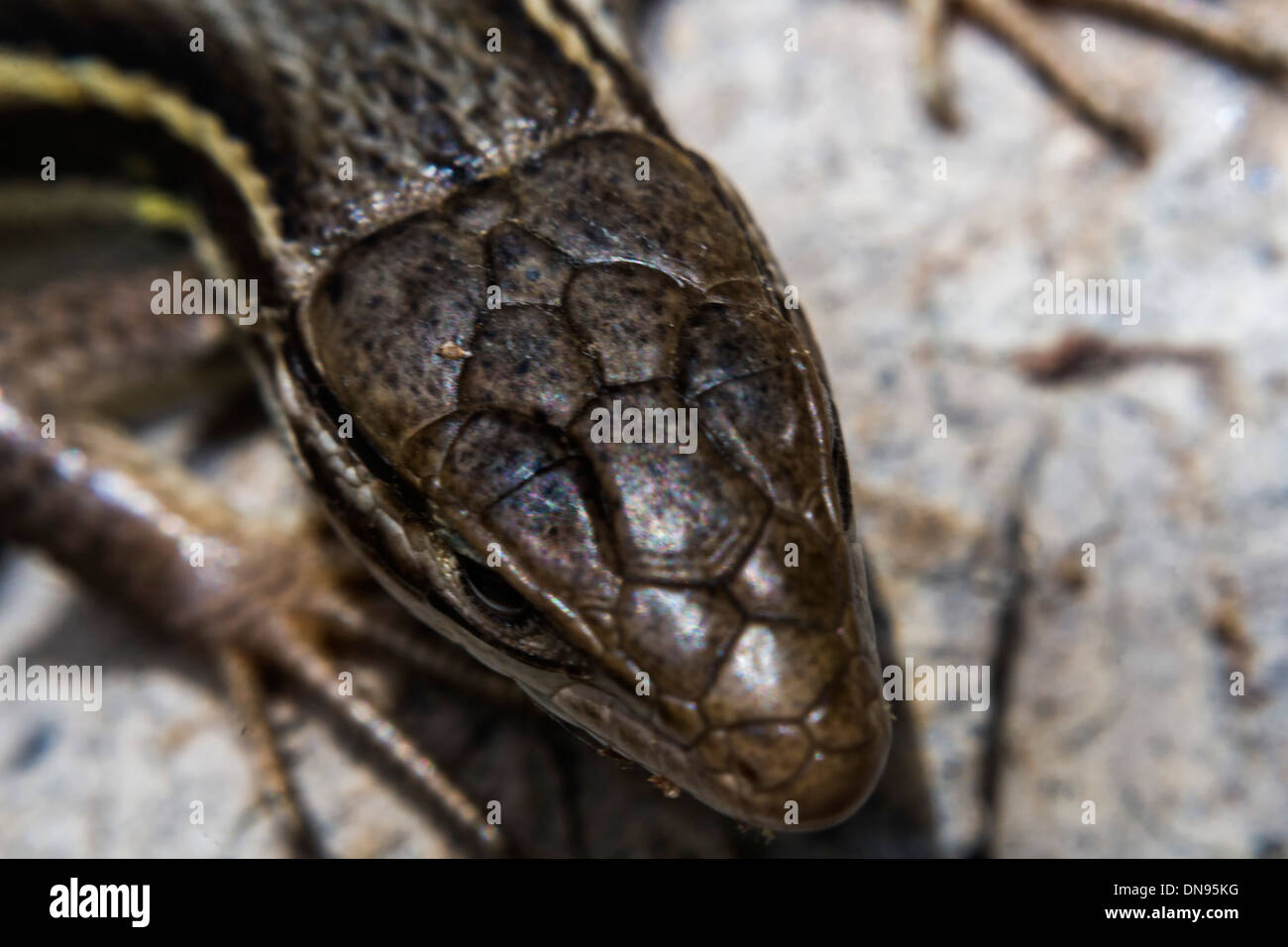 Macro view of a lizard head Stock Photo - Alamy