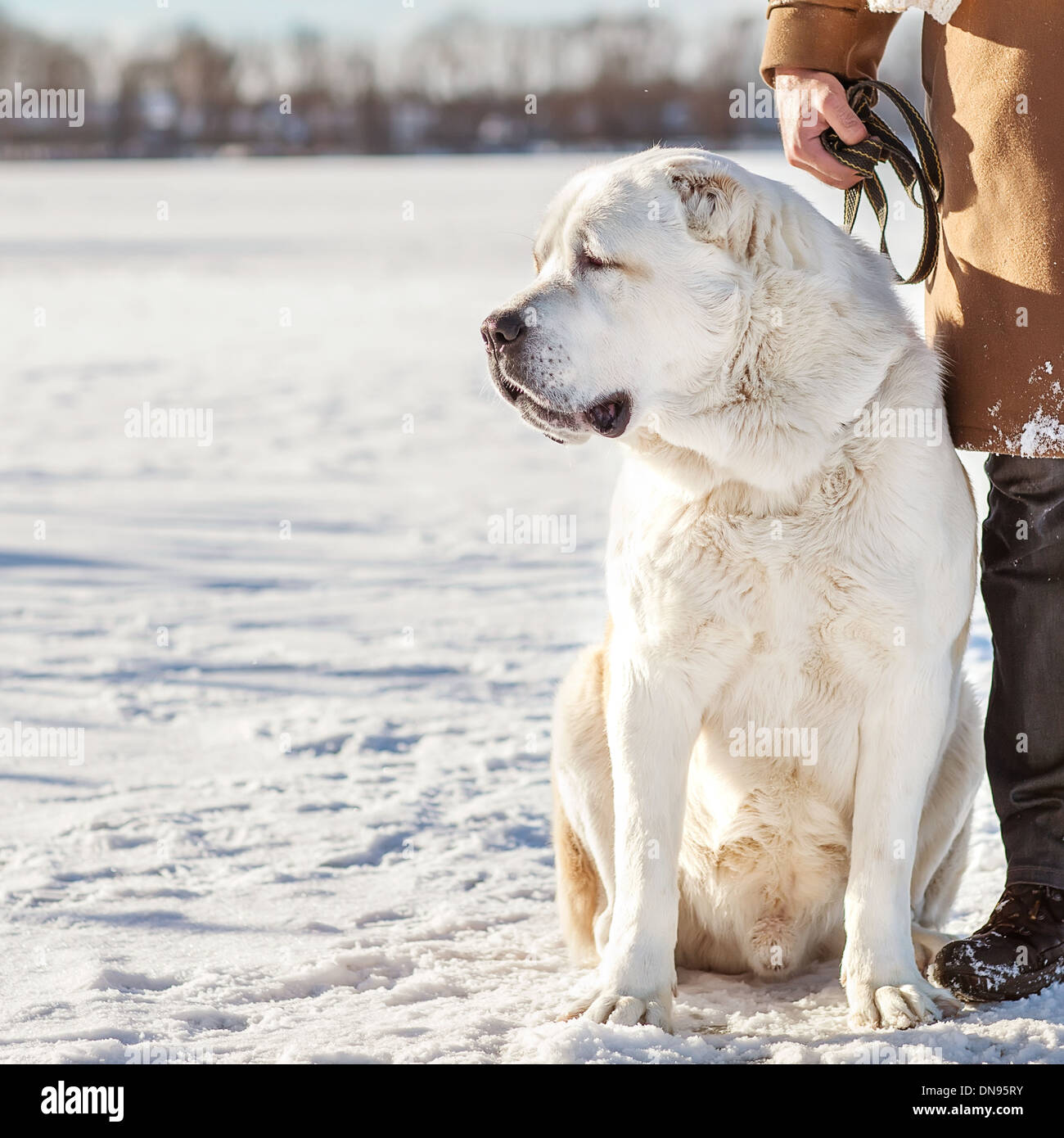 Asian family pets walk hi-res stock photography and images - Alamy