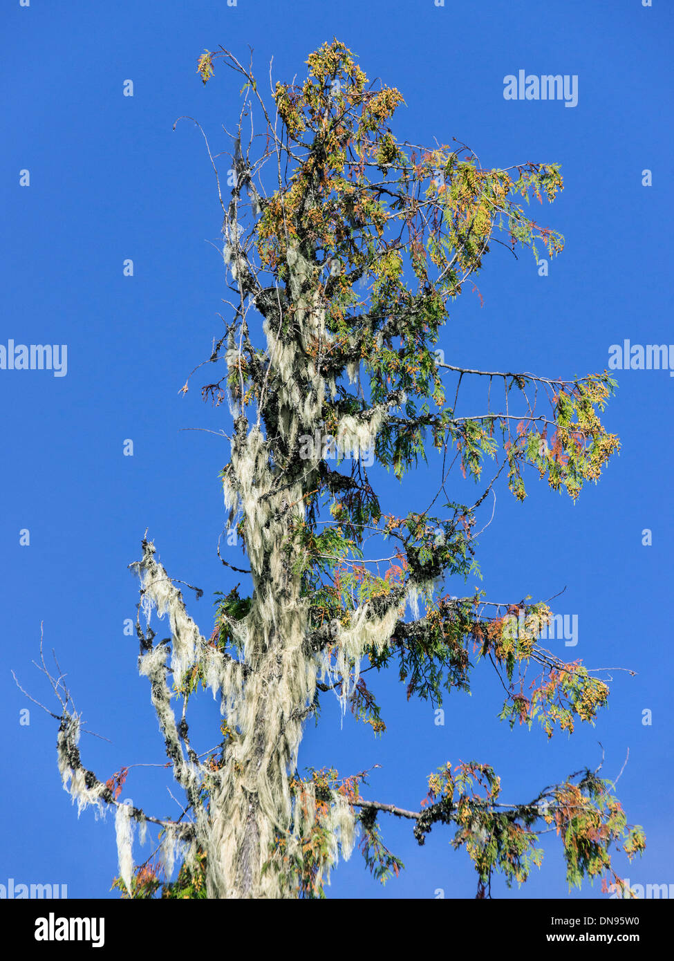 Lichen covered red cedar tree hi-res stock photography and images - Alamy