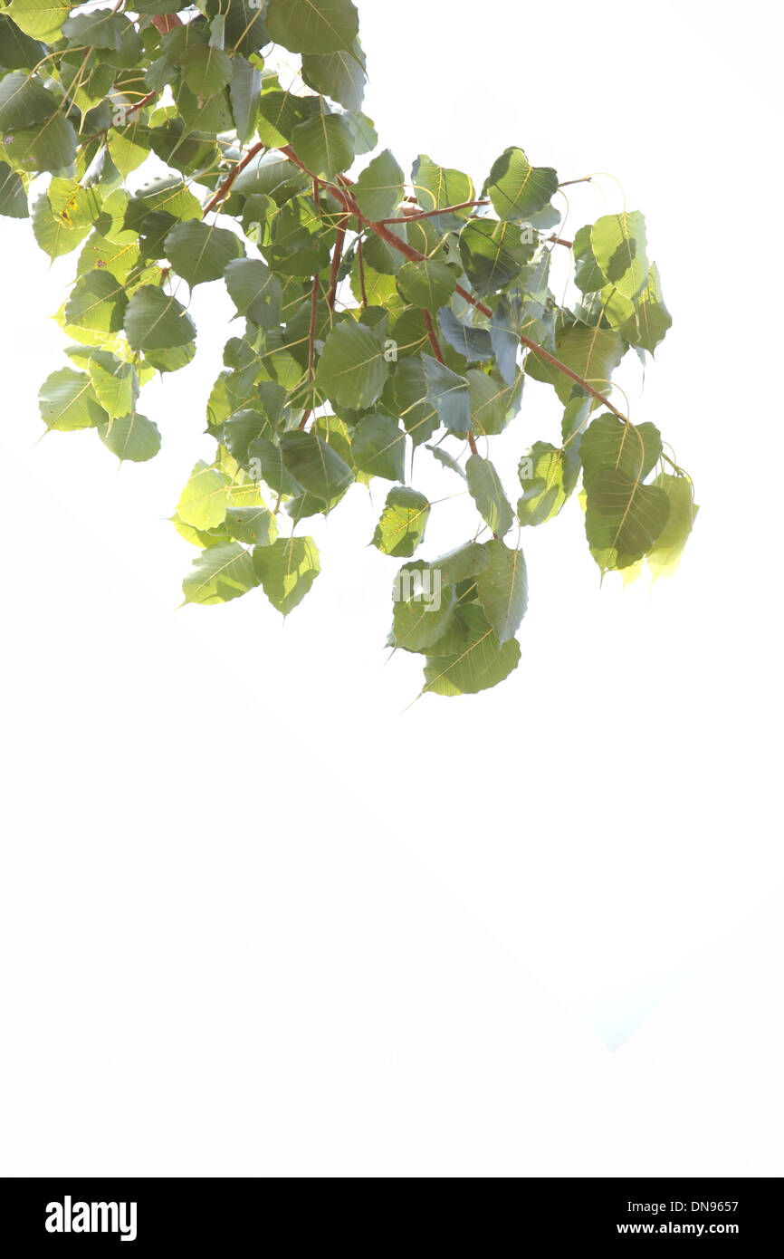 Bodhi tree hi-res stock photography and images - Alamy