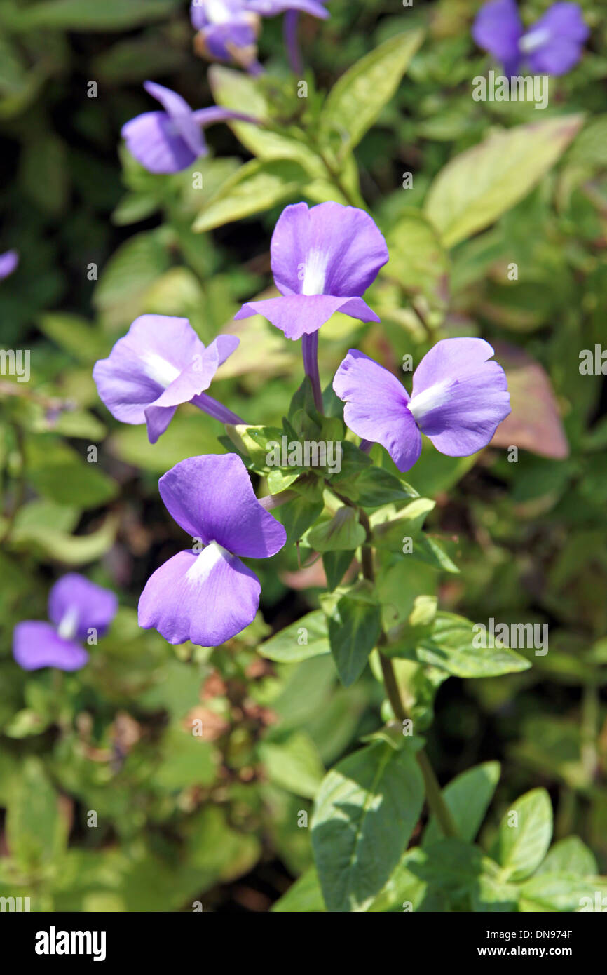 Violet Garden Balsam or Rose Balsam in the garden Stock Photo - Alamy