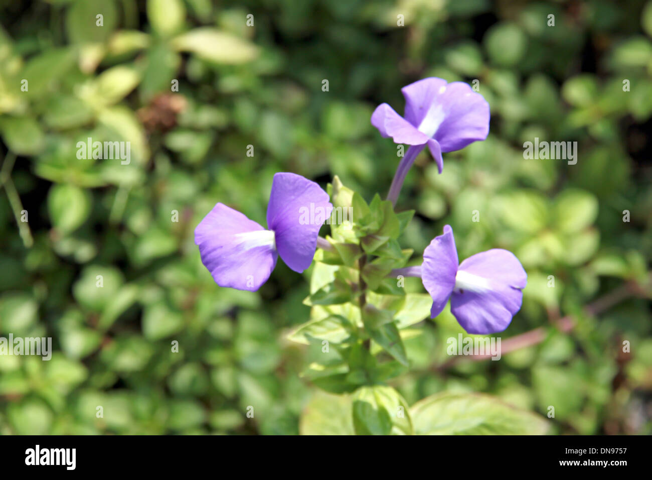Violet garden balsam rose balsam hi-res stock photography and images ...