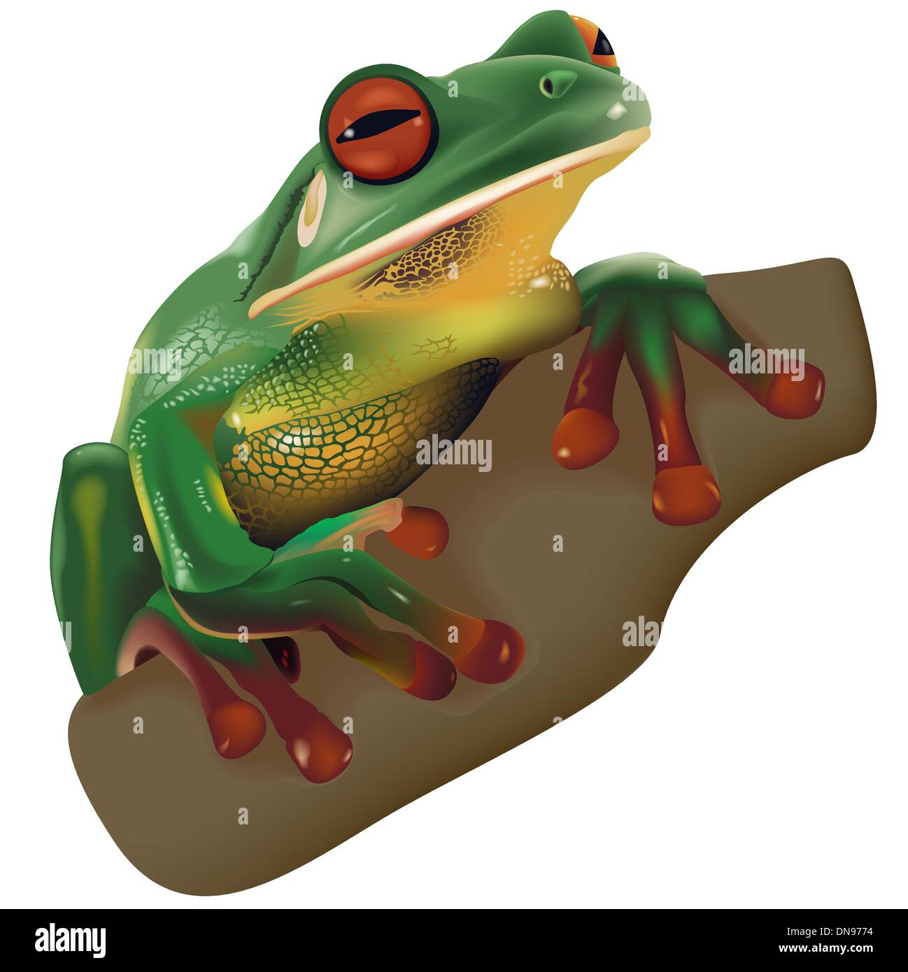 White lipped tree frog Stock Vector Images - Alamy