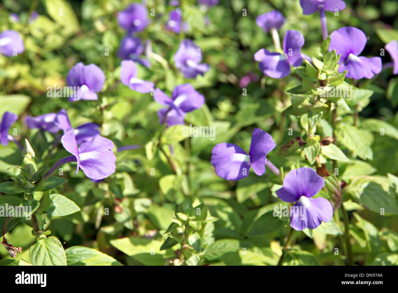 Rose Balsam High Resolution Stock Photography and Images - Alamy