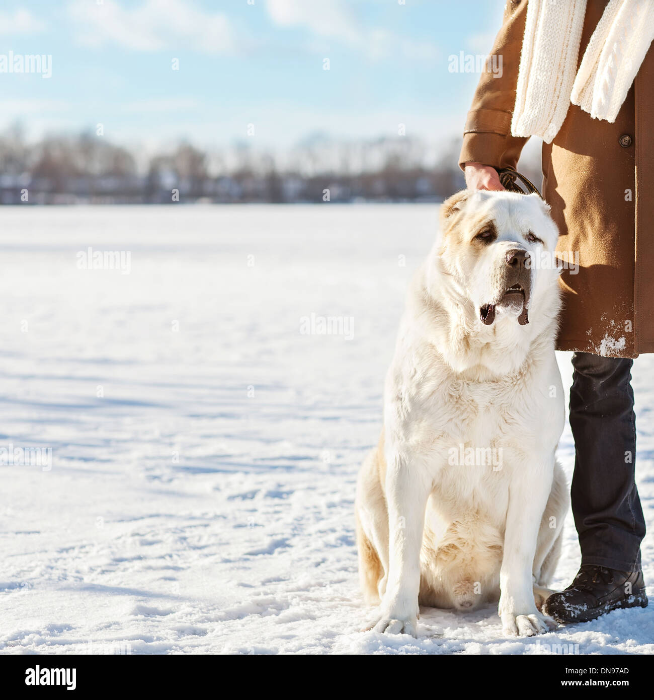 Asian family pets walk hi-res stock photography and images - Alamy