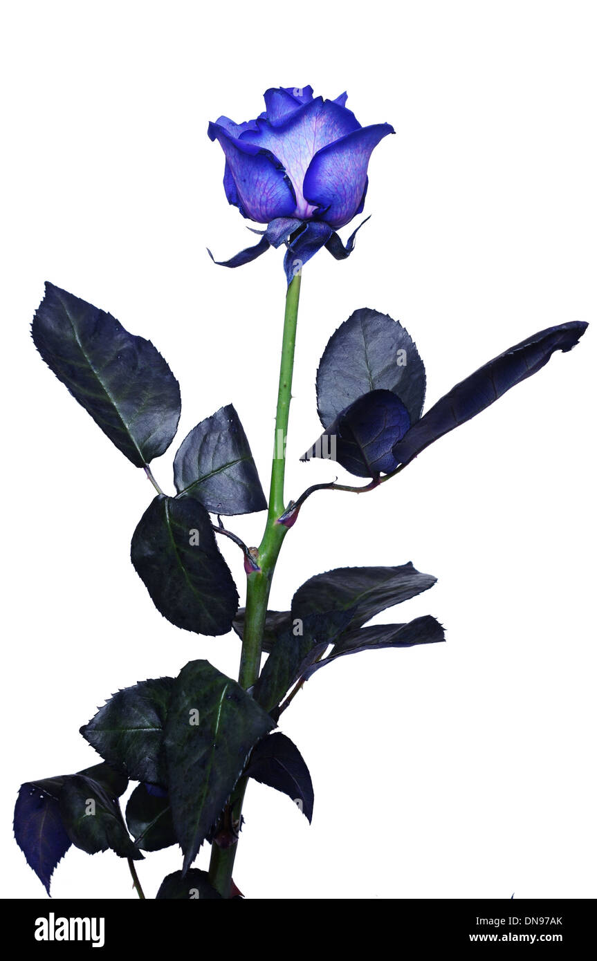 blue rose on white background Stock Photo - Alamy