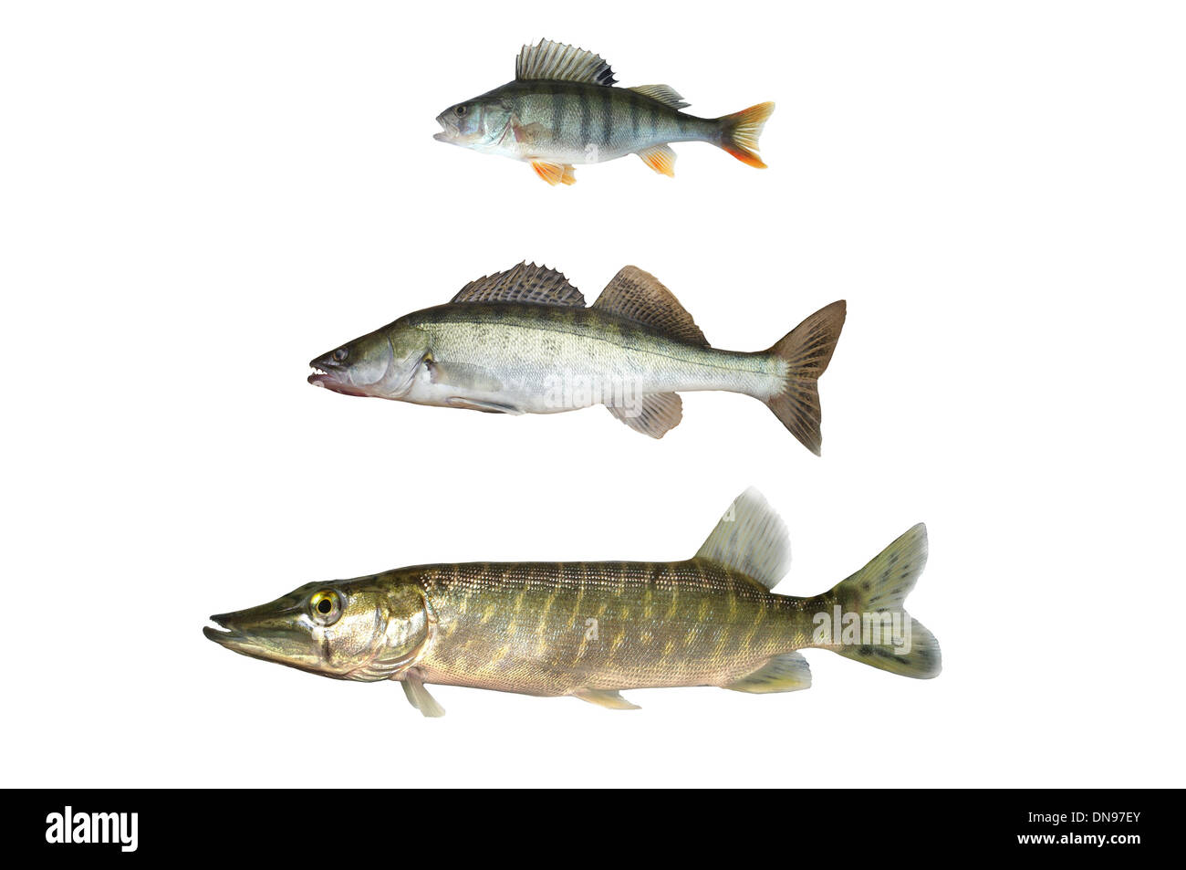 three predatory fish on white background Stock Photo - Alamy