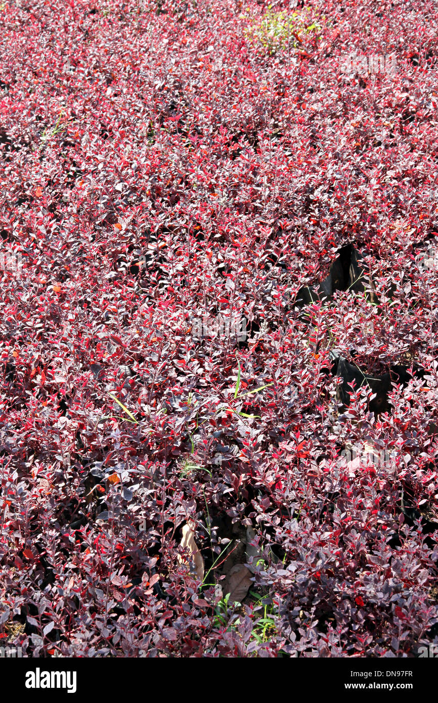 Red tree in the garden and can be used for background images Stock ...