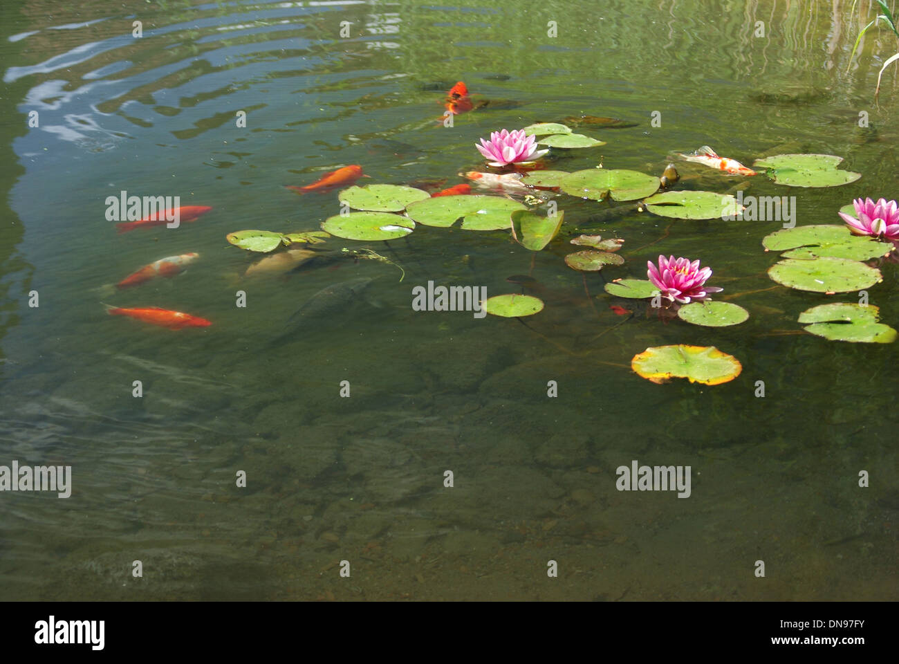 pond with swimming among lily fish Stock Photo - Alamy