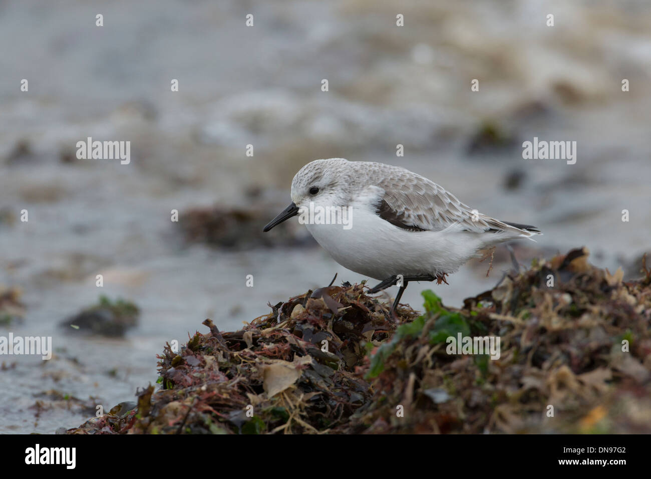Sanderling (Calidris alba). Individual in winter plumage foraging in ...