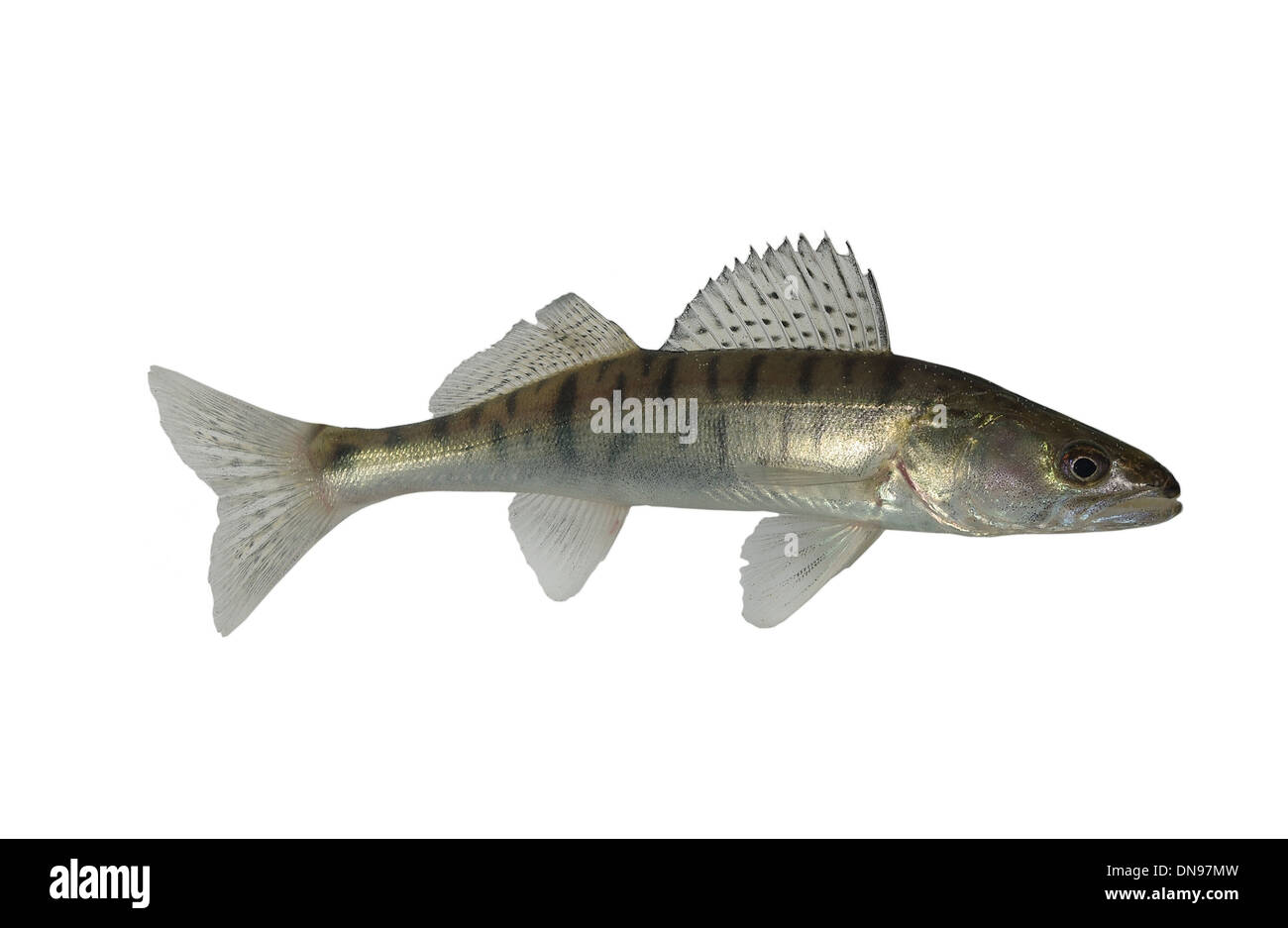 long zander on white background Stock Photo - Alamy
