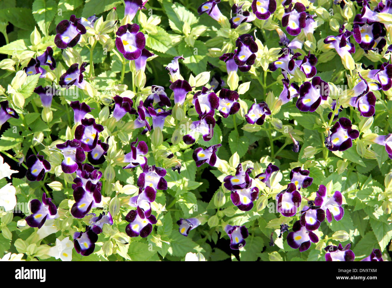Violet Garden Balsam or Rose Balsam in the garden Stock Photo - Alamy