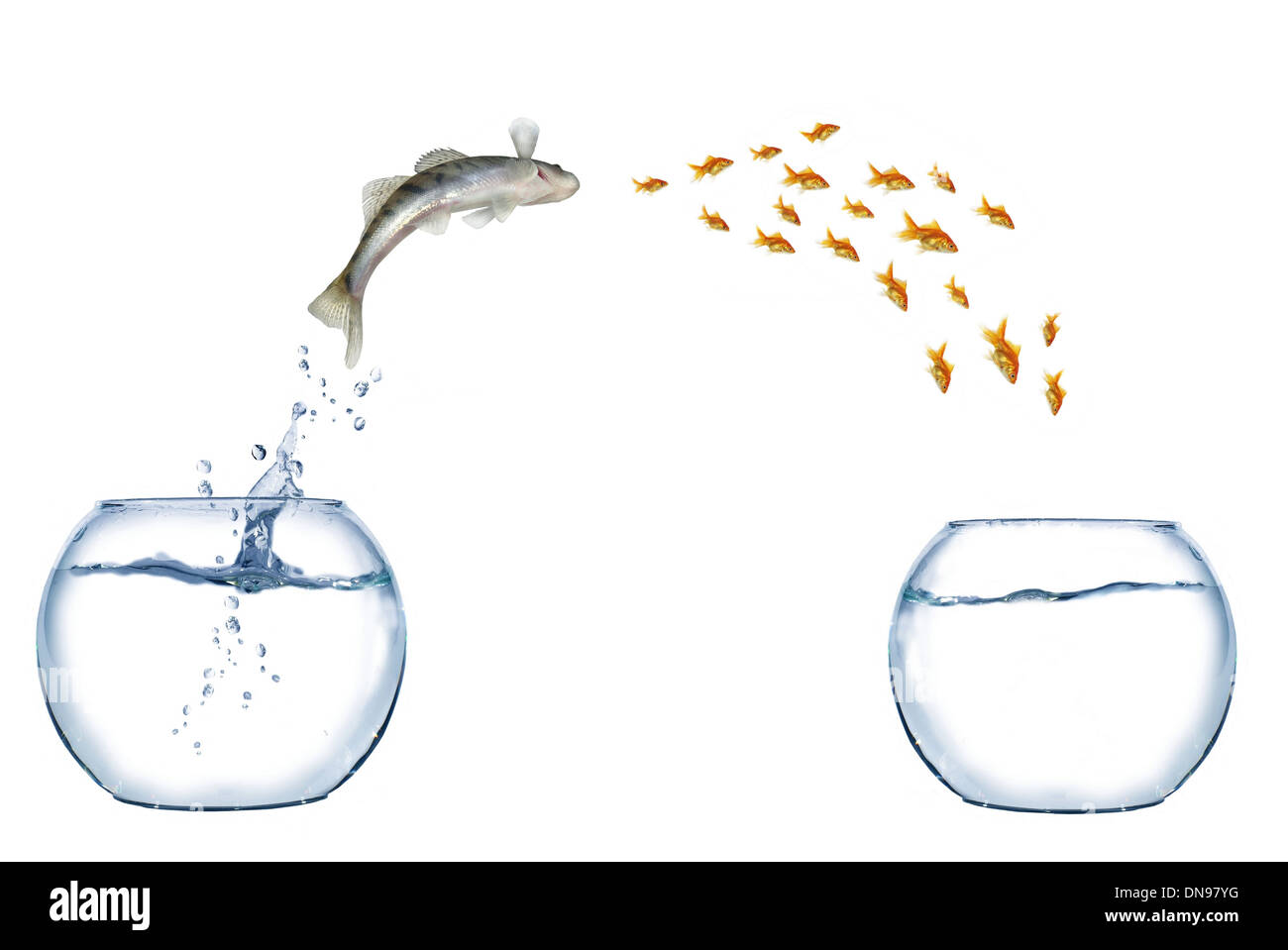 chasing the shoal of fish predator on white background Stock Photo - Alamy