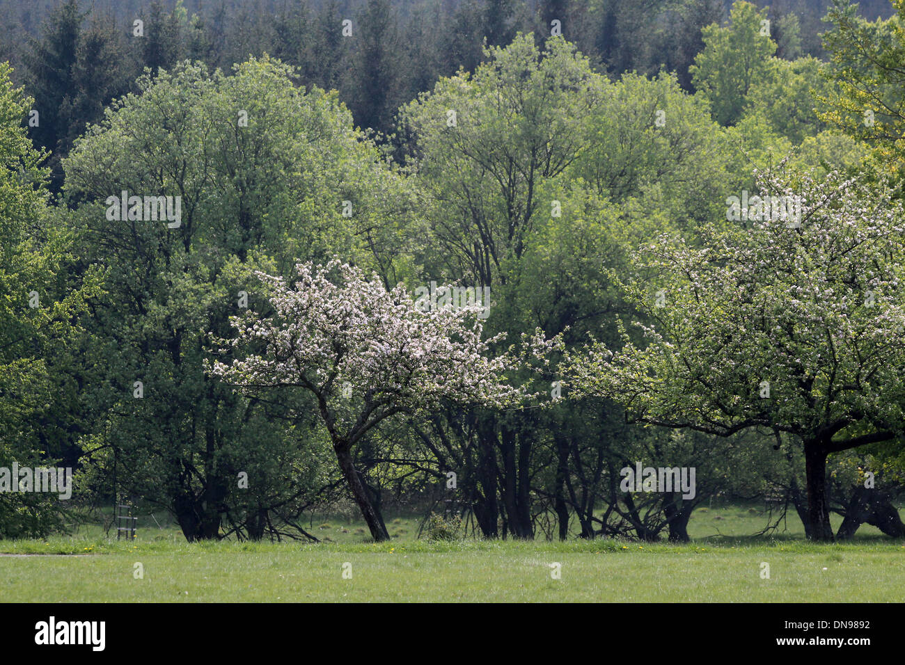 Spring time trees hi-res stock photography and images - Alamy
