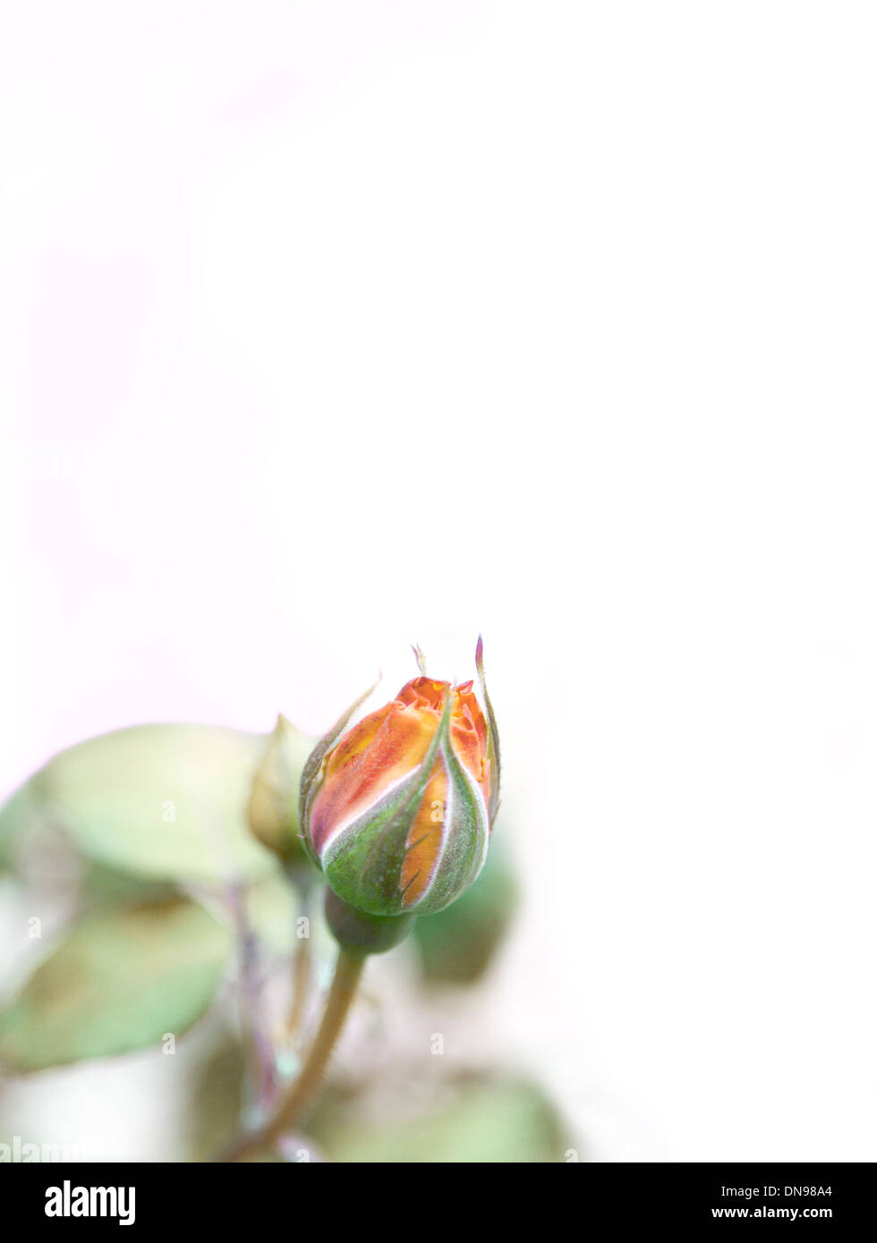 Natural daylight flower closeup Stock Photo - Alamy