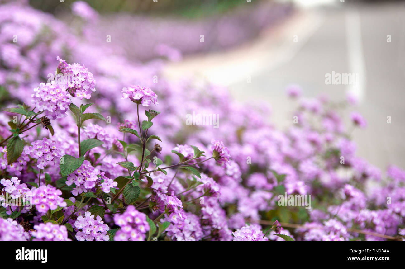 Natural daylight flower closeup Stock Photo - Alamy
