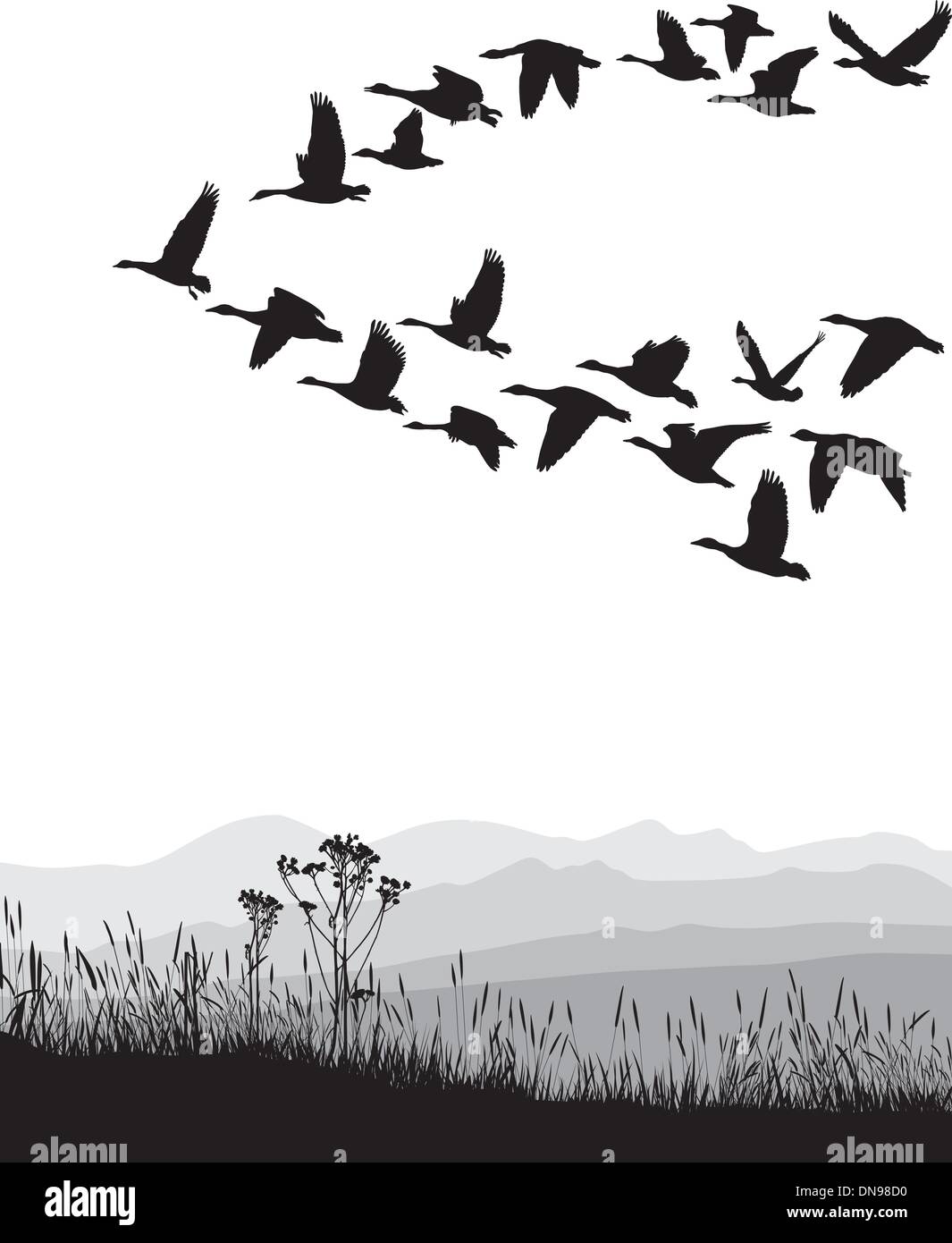 Flock of geese flying white background Stock Vector Images - Alamy